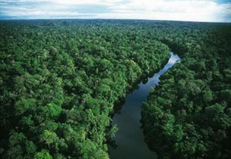 Basa topa assumir a gestão do Fundo Amazônia - REDEPARÁ Basa topa assumir a gestão do Fundo Amazônia - REDEPARÁ